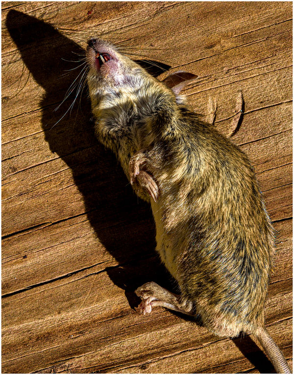 Alas, Poor Yorick! With sadness, today we note the passing of poor ...