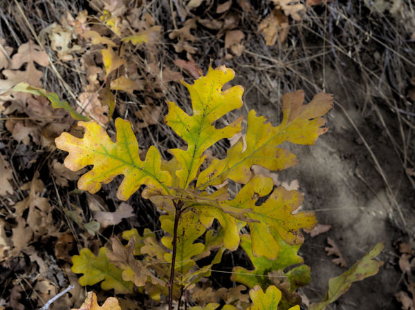 The many faces of scrub oak: Scrub oak (usually Gambel oak, also called ...