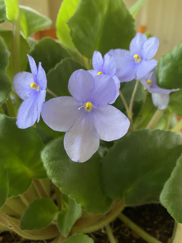 African Violet: Some of you may suspect that flowers are some of my ...