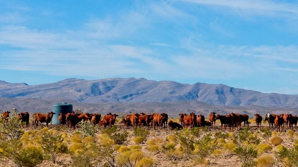 Beef on the hoof: I was out driving country roads when I saw these Red ...