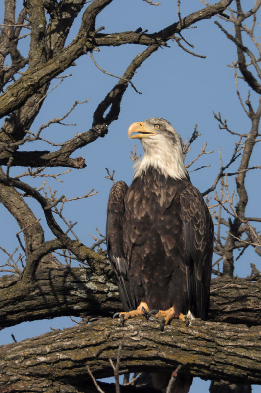 Eagle: crop a crop sensor? 100-400II 90 D: I cropped the original to ...