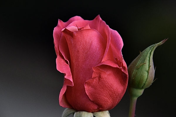 Looking thru Roses Colored Glasses: My Roses are blooming in Los ...