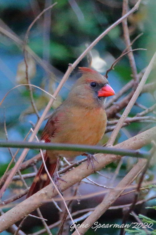 Hiding Out: Northern Cardinal hiding in the bushes. Waiting for me to ...