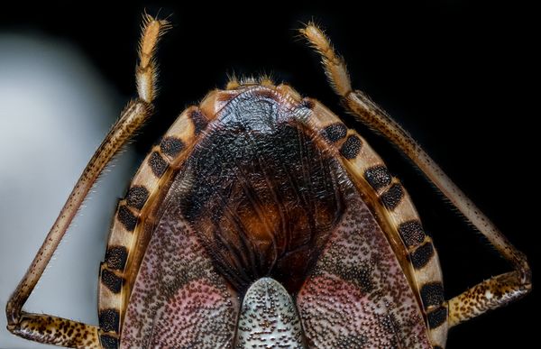 Focus Stacked Image of a Butt: This is the butt end of a Brown ...