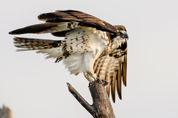 Osprey "showing off": Just when I think that an image is "the most ...