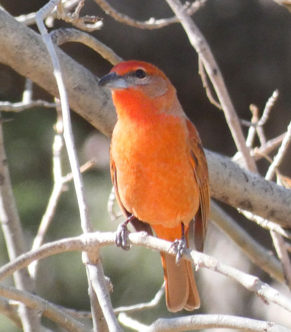 Some Southern Arizona Birds that I have enjoyed: Hope you enjoy some of ...