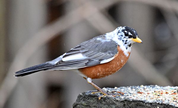 A color mutation of robin red breast.. I believe. I could be wrong, I ...