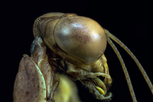 Focus Stacked Image of a Mantis Profile View: This is one of the small ...