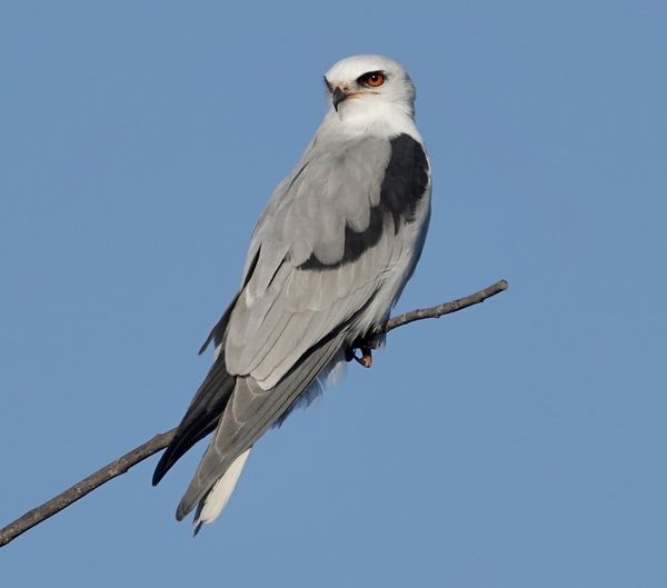 White tailed kite roosting: I love these kites! They are small hawks ...