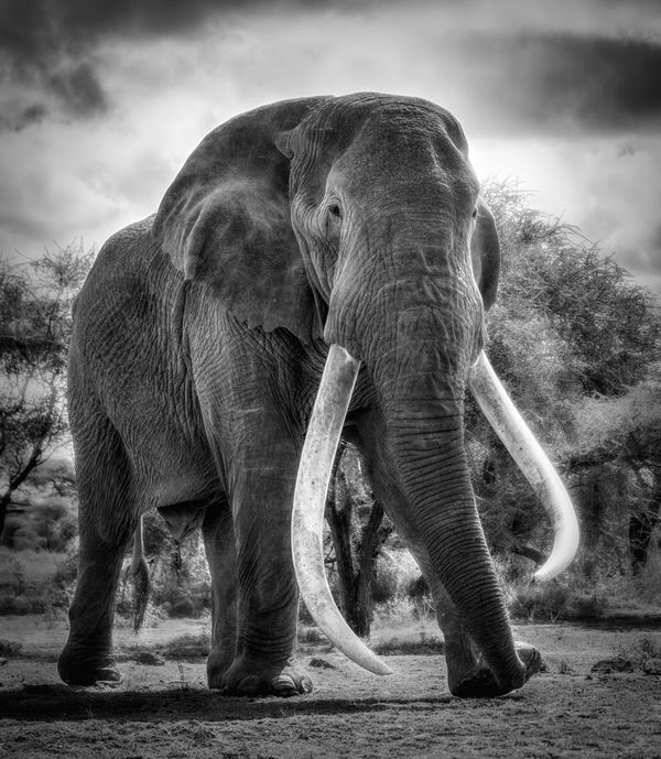 RIP Largest Tusker in Africa: Many saw my post of Tim the largest ...
