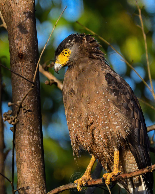 India - Raptor - Perched: Making the most of my indoor sojourn! A ...