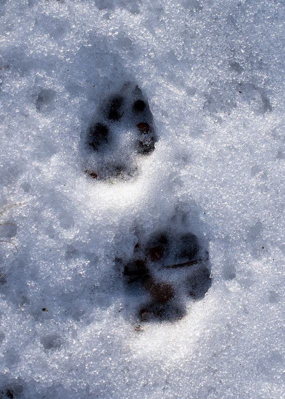 Fox Track: On my daily nature walks I have been taking photos of a ...