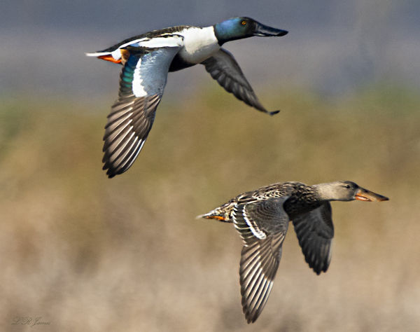 A Few more DIF (Ducks in flight) photos: The first is a Male Northern ...