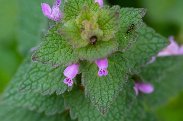 Focus Stacked Image of a Purple Dead Nettle: Our lawn is carpeted with ...