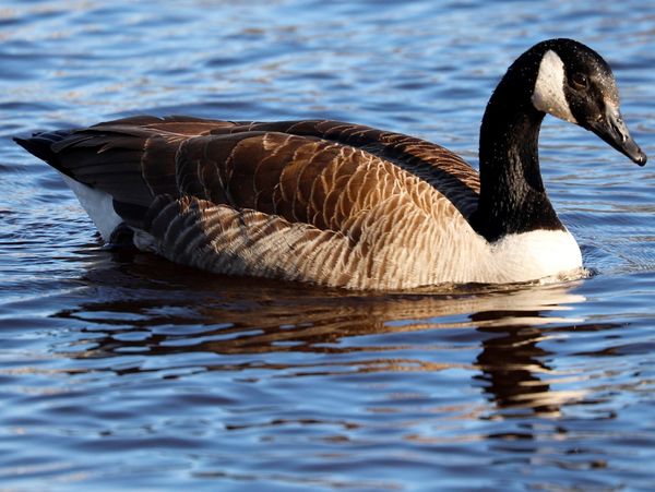 Take a Gander! Had to get out for a bit and figured I'd take a few ...