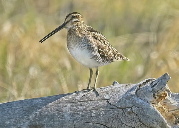 More Nevada desert things: The desert has many things to share if you ...