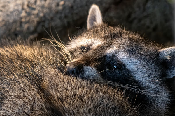 Overlooked Gems: Looking through some older image files, I ran across ...