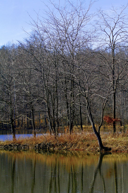 winter time: trees...