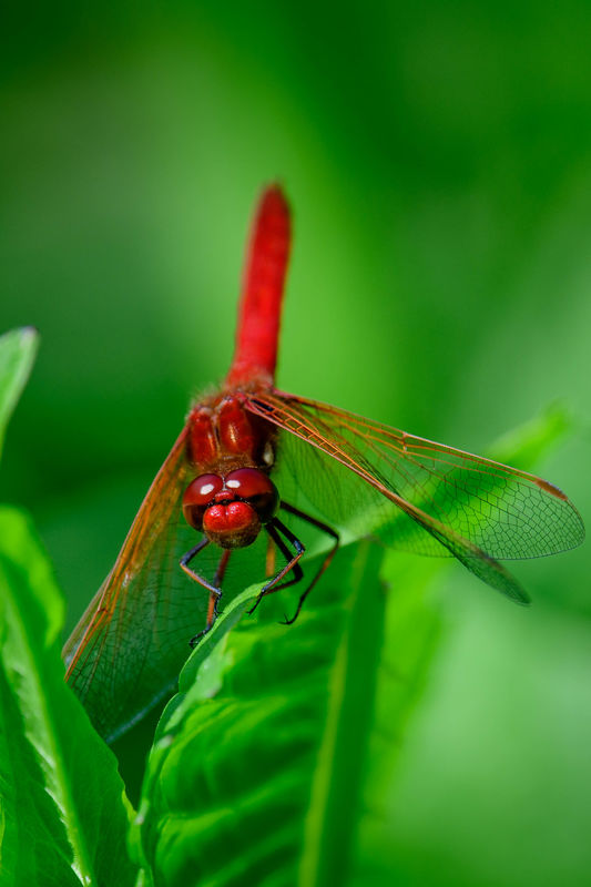 Today's dragonfly: Another Cardinal Meadowhawk Sympetrum illotum In the ...