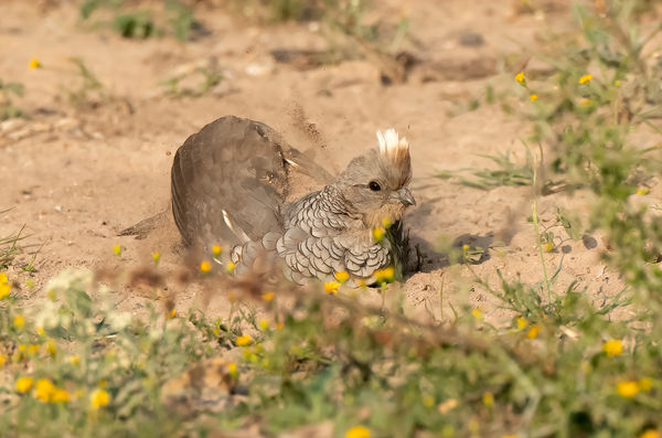 Blue Quail: Here are a few shots I took in 2019 while shooting for a ...