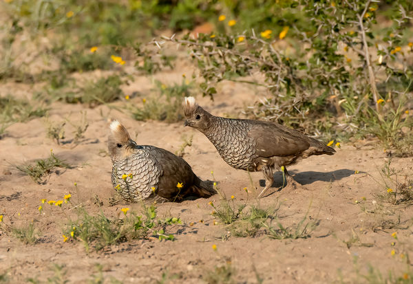 Blue Quail: Here are a few shots I took in 2019 while shooting for a ...