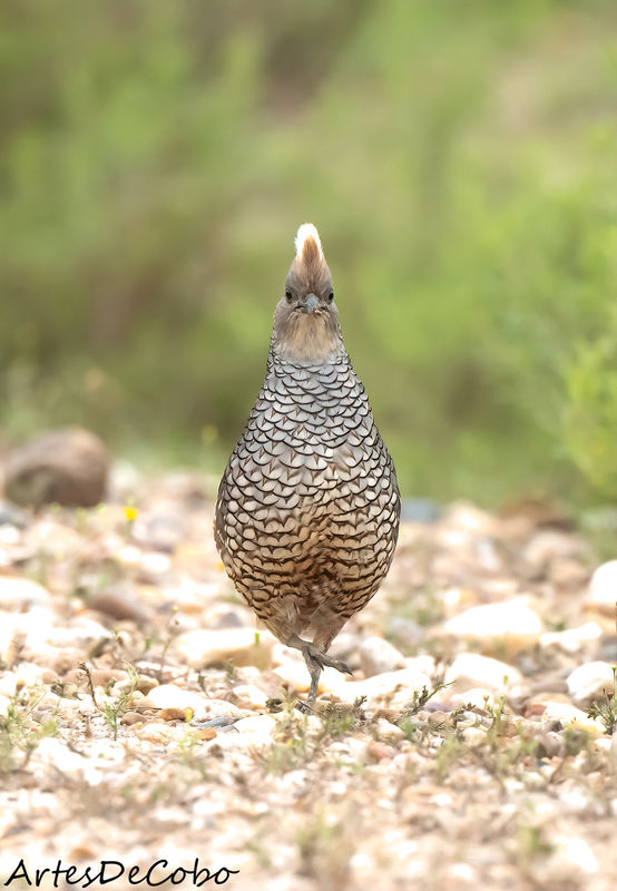 More Blue Quail: In Texas, we call them "Blues" or "Cottontops ...