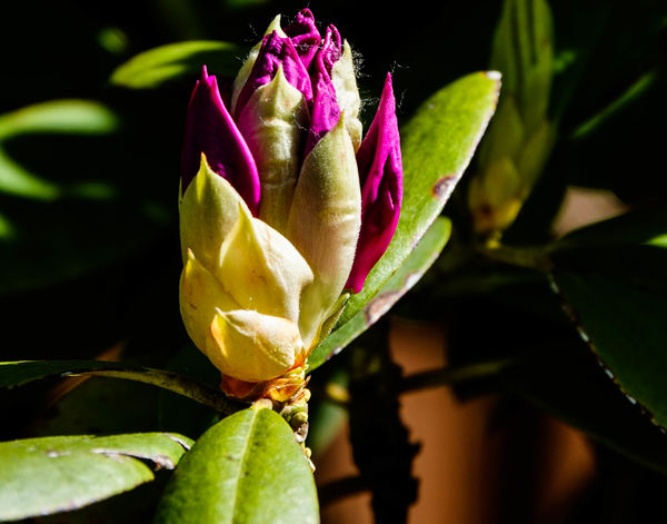 Rhododendron stages: They're here!
