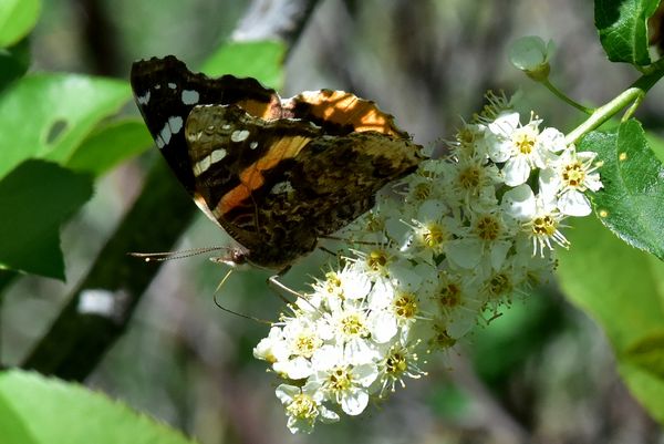 Simply Aswarm: A usually modest bush by the driveway so heavy with ...