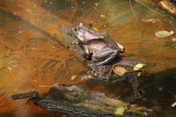 A lot of bull: Frogs. At a restored bog nearby. There were a few dozen ...