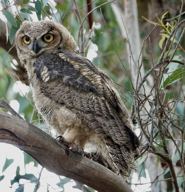 Adolescent owlets: Living in a eucalyptus grove, with mom, using an old ...