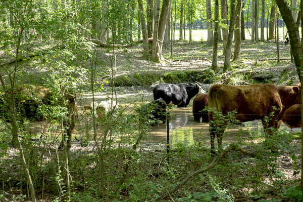 Spa for cows: they spend most of the time taking bath in their spa...