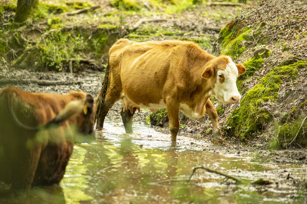 Spa for cows: they spend most of the time taking bath in their spa...