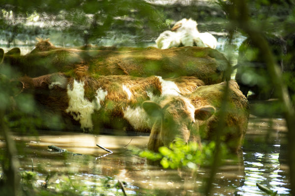 Spa for cows: they spend most of the time taking bath in their spa...