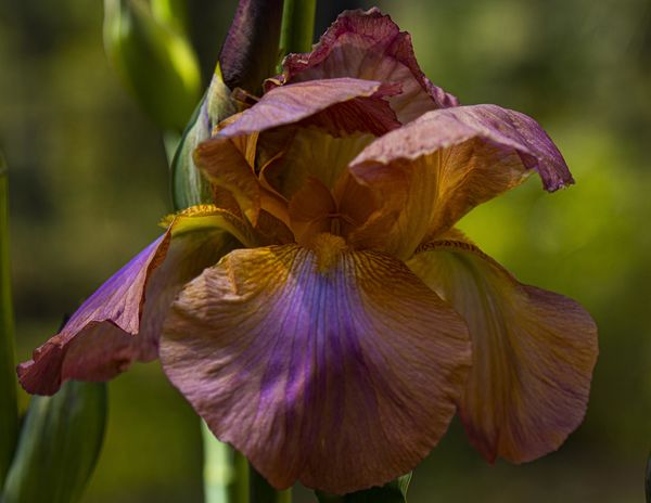 iris's of many colors: fresh out of the camera. Our iris's are starting ...