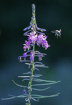 BEES! Dug up a few shots from last year. Two shots- the bee in flower ...
