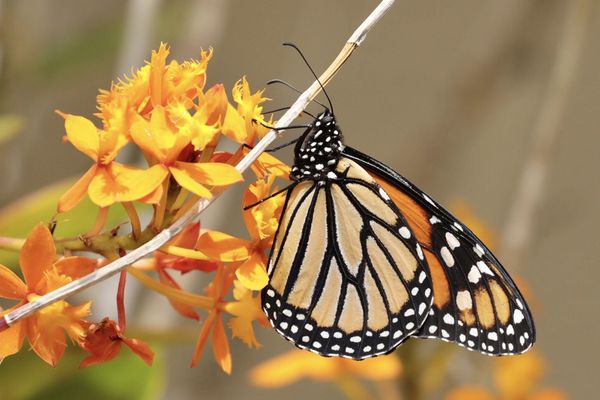 A Monarch takes a bite: I spend my mornings on the Patio most days now ...