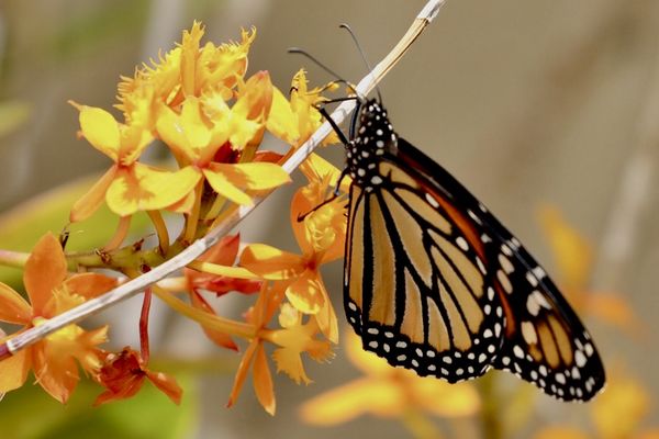 A Monarch takes a bite: I spend my mornings on the Patio most days now ...
