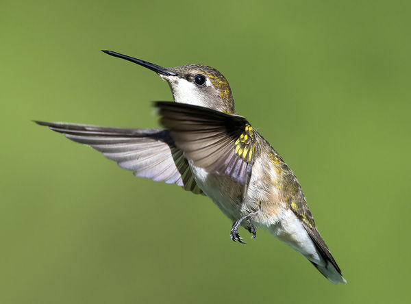 Hummingbird: A backyard visitor early this morning...