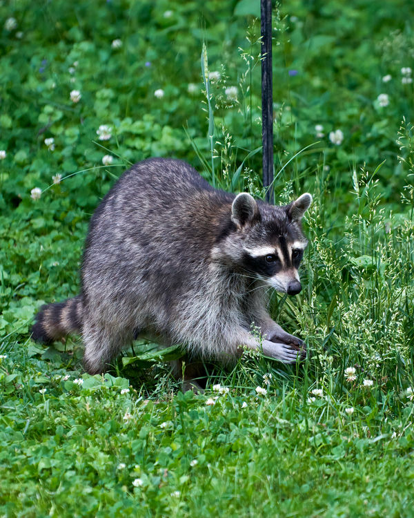 Afternoon Visitor: I know from using my trail camera raccoons are ...