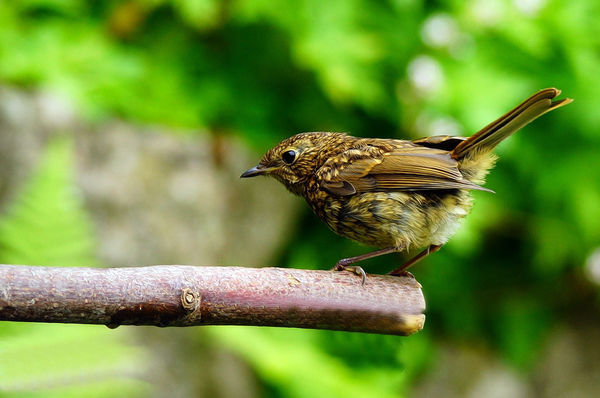 Three stages in the life of a European/British Robin... ....It's ...