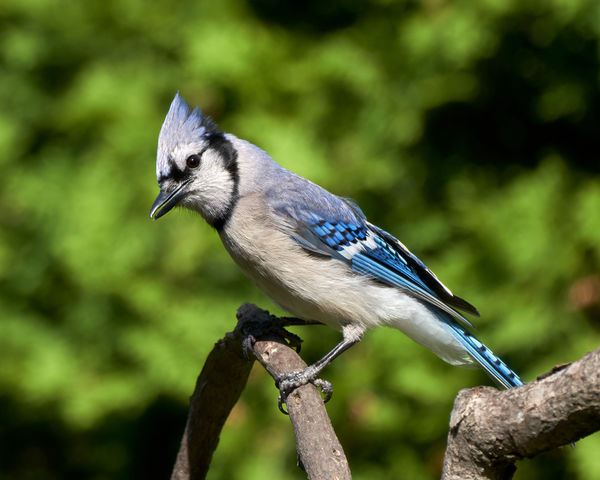 Different Light: This Blue Jay makes a good model and works for cheap.