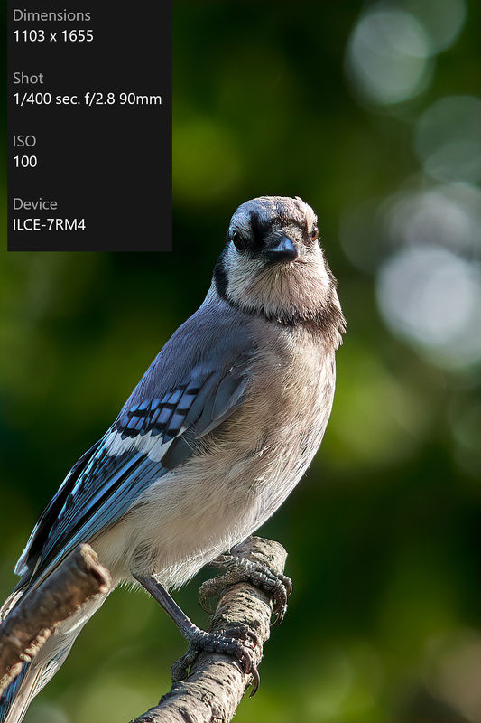 New Bird Lens: This is for Sony enthusiast and probably of little ...