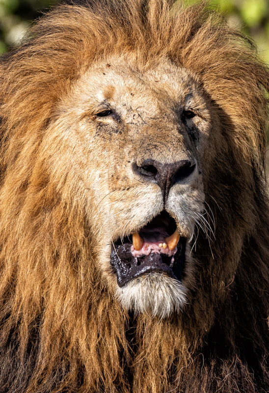 Lions: Lions in the Masai Mara, Kenya, and in Chobe National Park ...