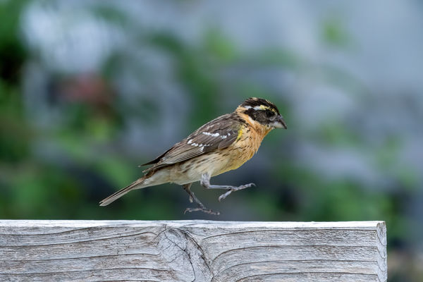 Juvenile Varied Thrush: I think the images are an immature Varied ...
