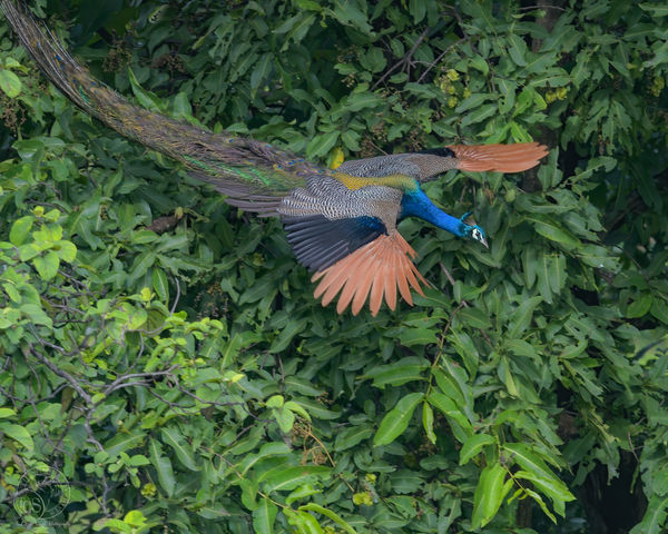 India - Wings galore! Some interesting and well lit images of birds ...