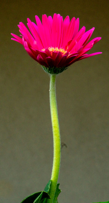 Edited flowers: When reviewing shots to decide on flower posts of my ...