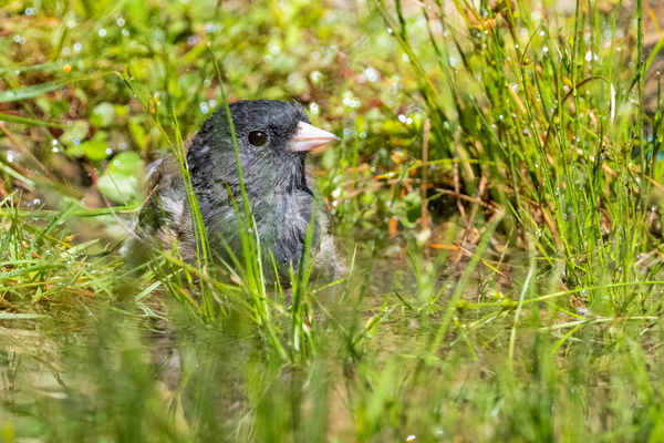 Little Friends: Black-eyed Juncos are really cute and interesting to ...