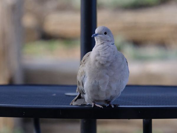 Fluffy dove, robin and a couple misc: A mix, fun shots. Just some cropping.