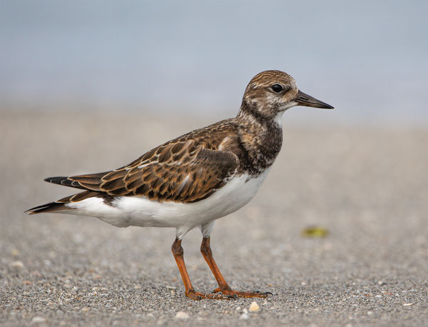 Hard To ID Shore Birds From Sanibel Is, FL: I have always wanted to ...
