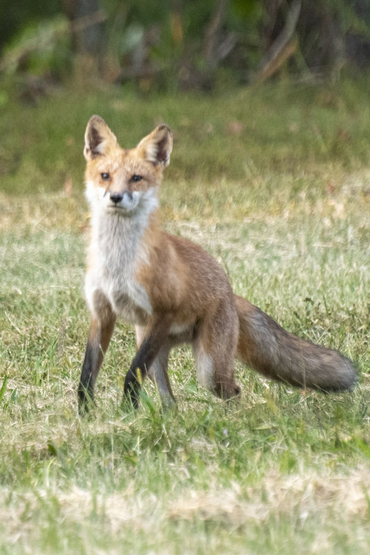 Dancing with Foxes: As the light faded I left my hiding spot behind a ...